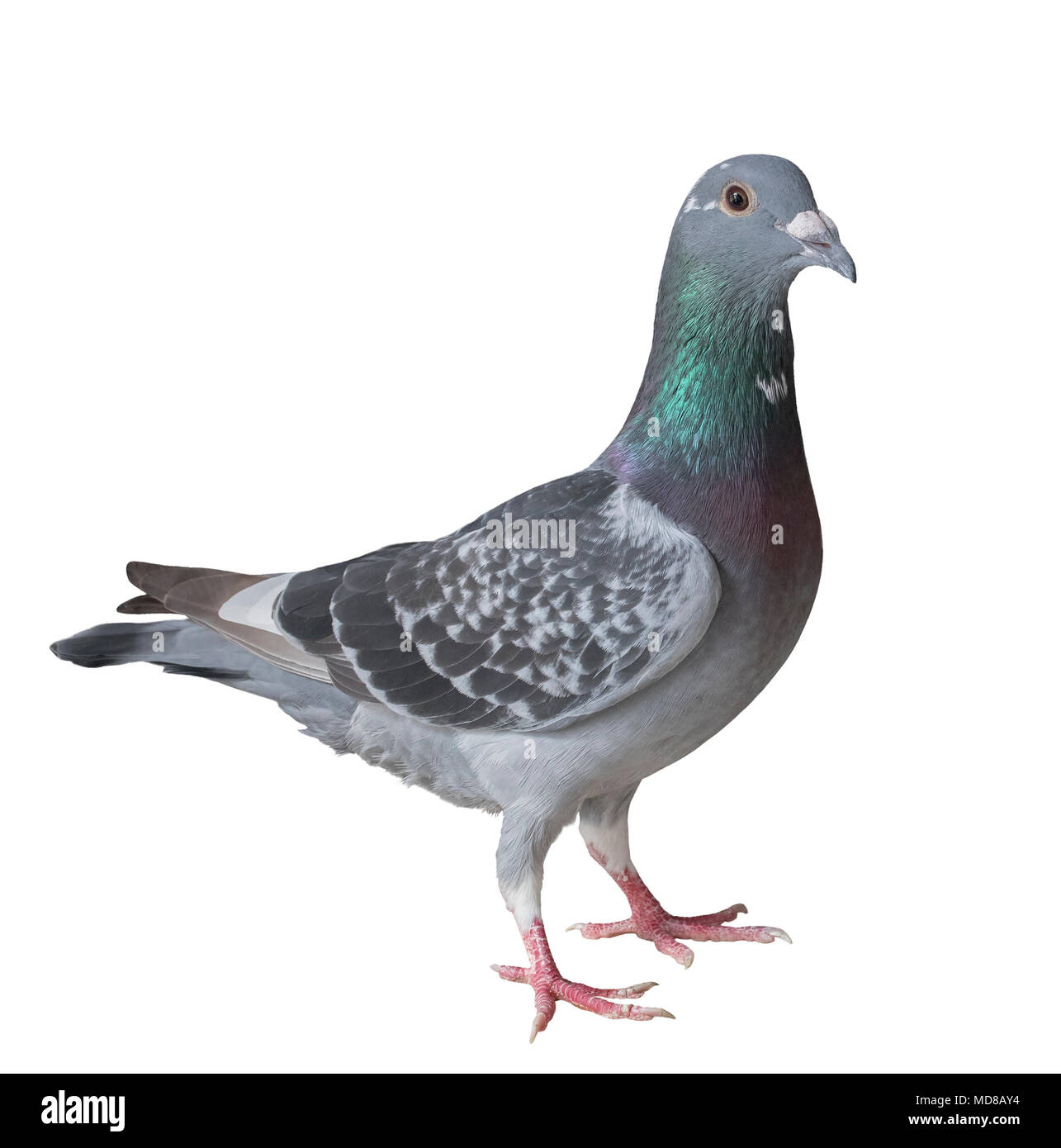 Homing pigeon Cut Out Stock Images & Pictures - Alamy