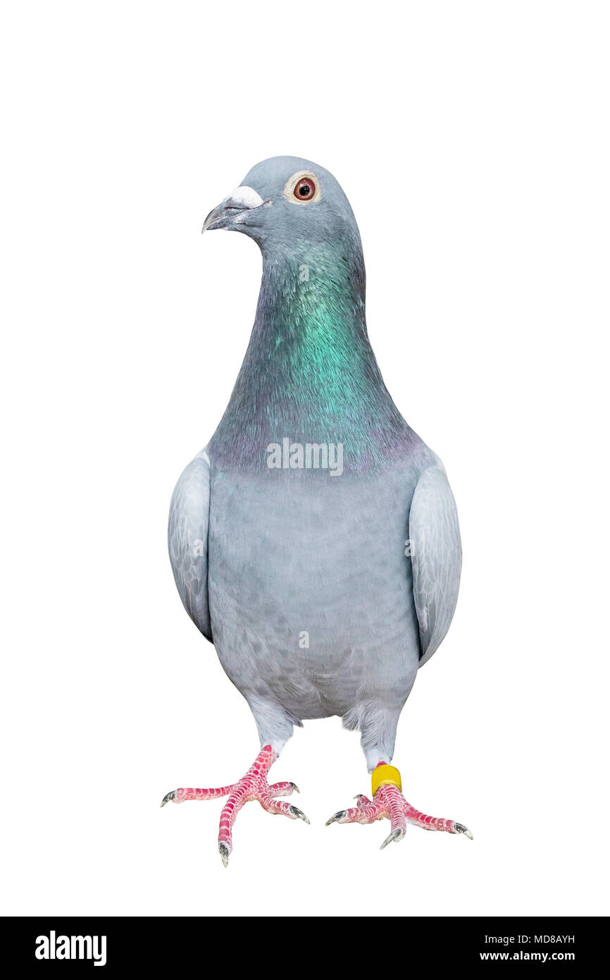 full body of speed racing pigeon bird isolated white background Stock ...