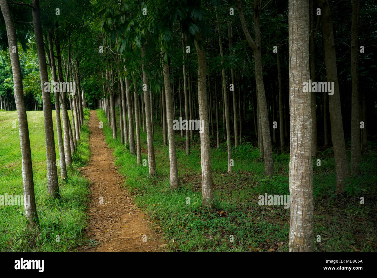 Trail through Mahi Mahakonia mahogany plantation. From Wai Koa Loop ...
