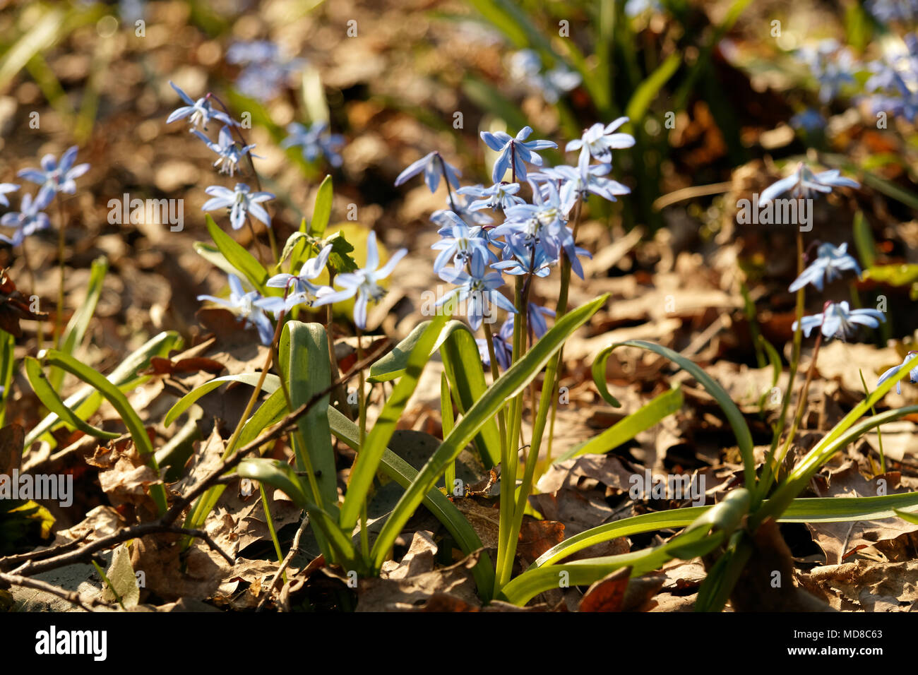 Blue flowers of the Scilla blooming. Bright spring flower of Scilla ...