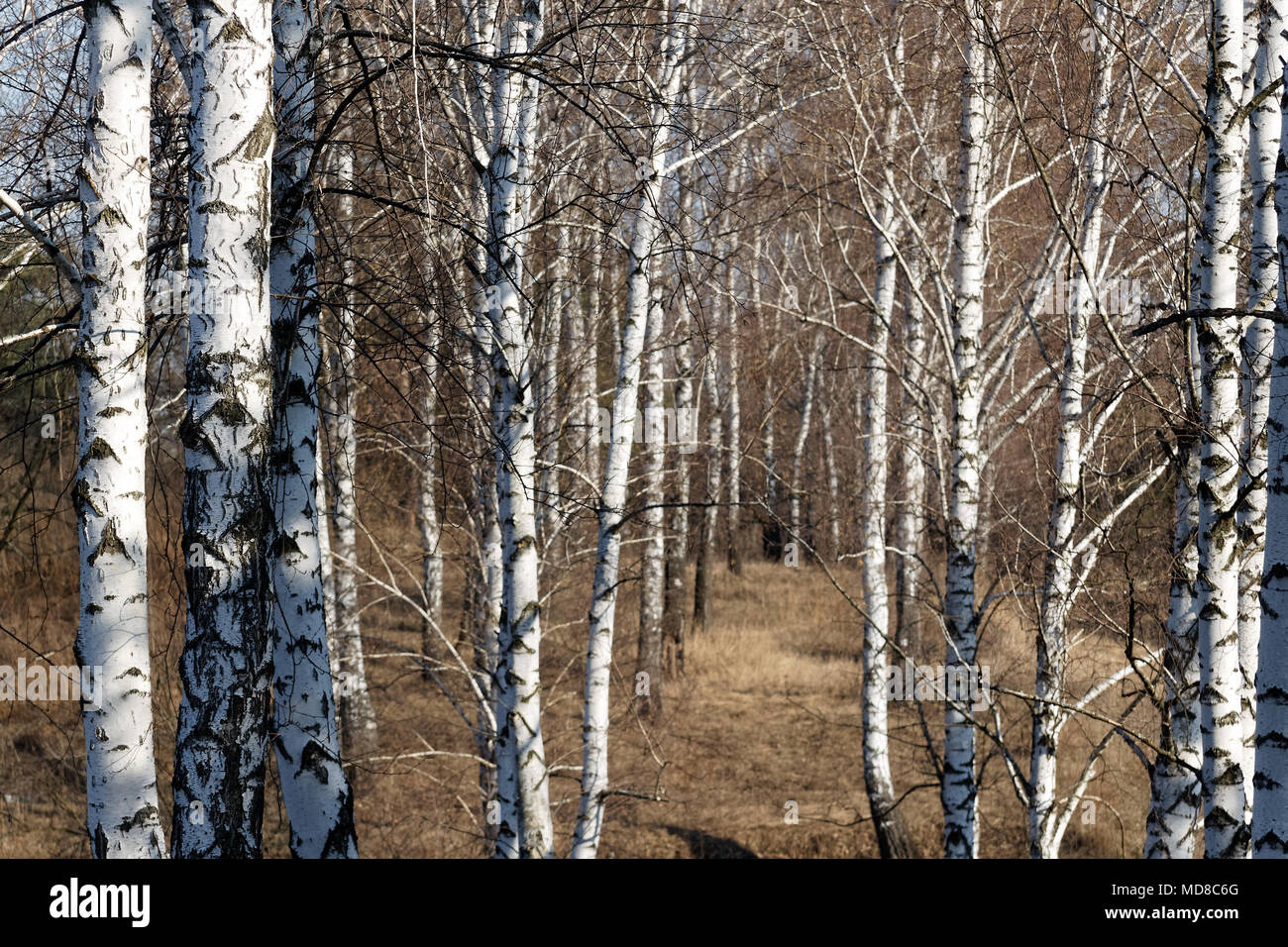 Beautiful white birch in early spring in birch grove on a sunny day ...