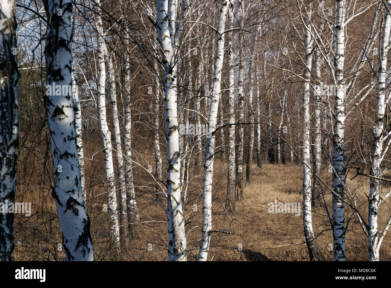 Beautiful white birch in early spring in birch grove on a sunny day ...