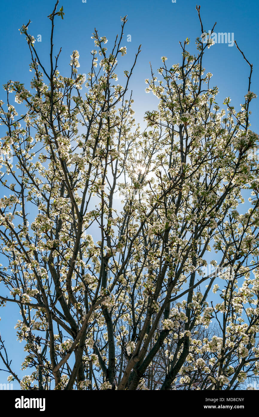 Asian pear trees in full springtime bloom; Salida; Colorado; USA Stock ...
