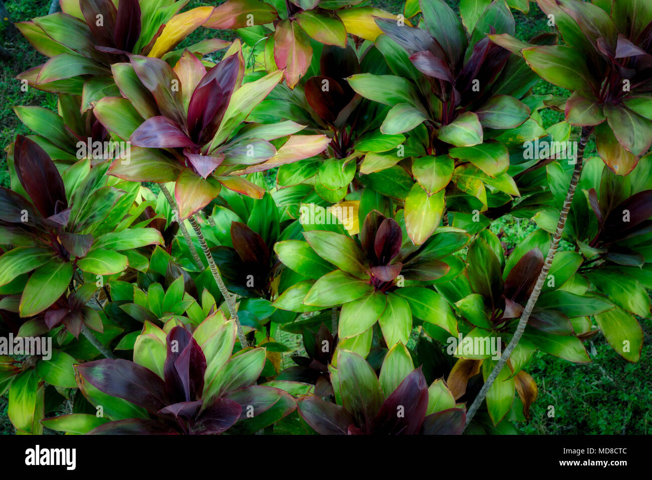 Ti plant hi-res stock photography and images - Alamy