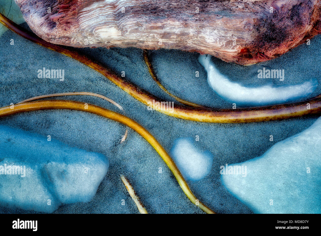 Seaweed Kelp patterns on beach. Crook Point, Oregon Stock Photo - Alamy