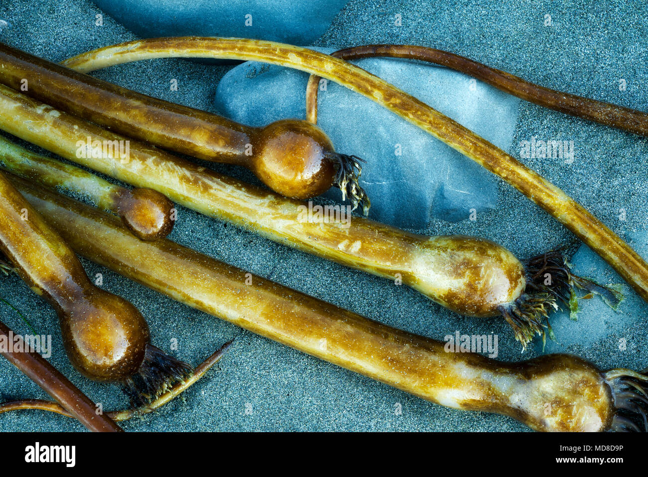Seaweed Kelp patterns on beach. Crook Point, Oregon Stock Photo - Alamy