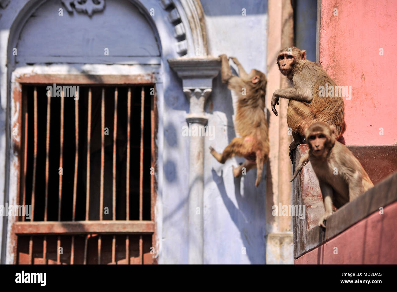 Monkey In Varanasi High Resolution Stock Photography and Images - Alamy