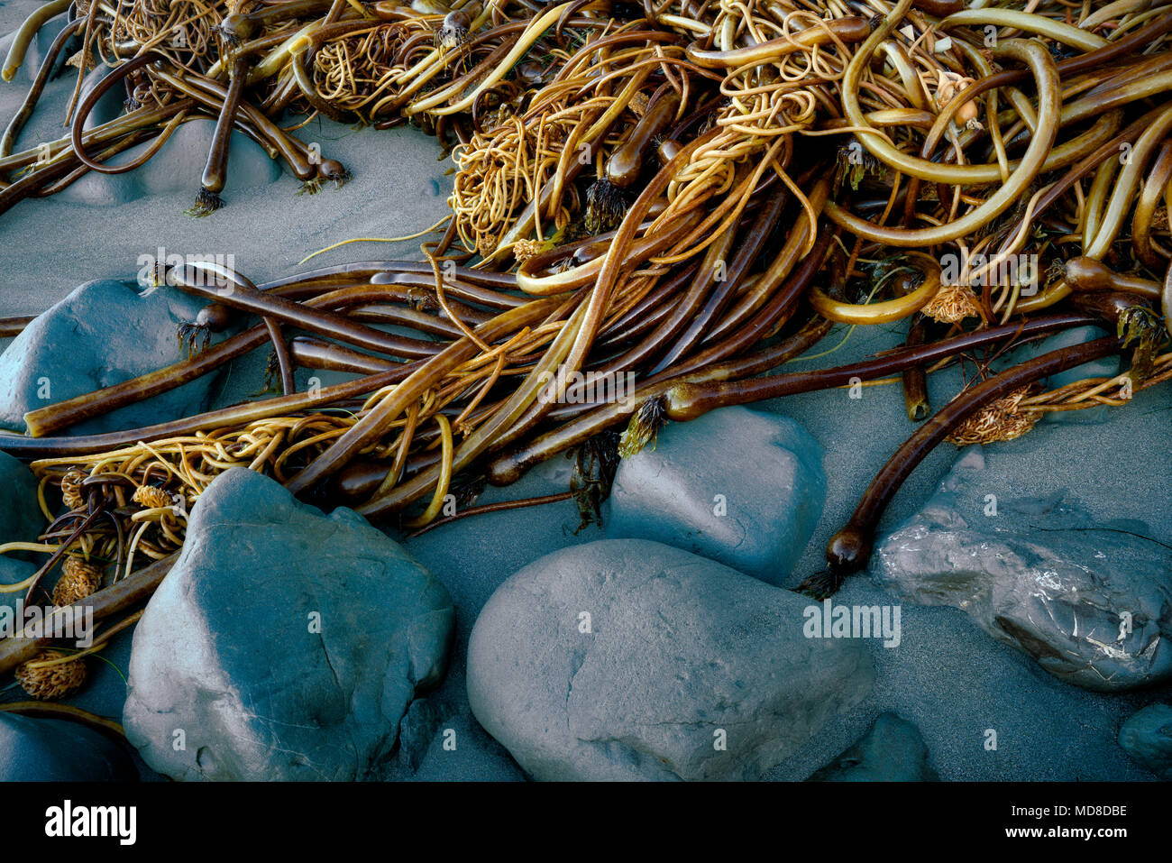 Seaweed Kelp patterns on beach. Crook Point, Oregon Stock Photo - Alamy