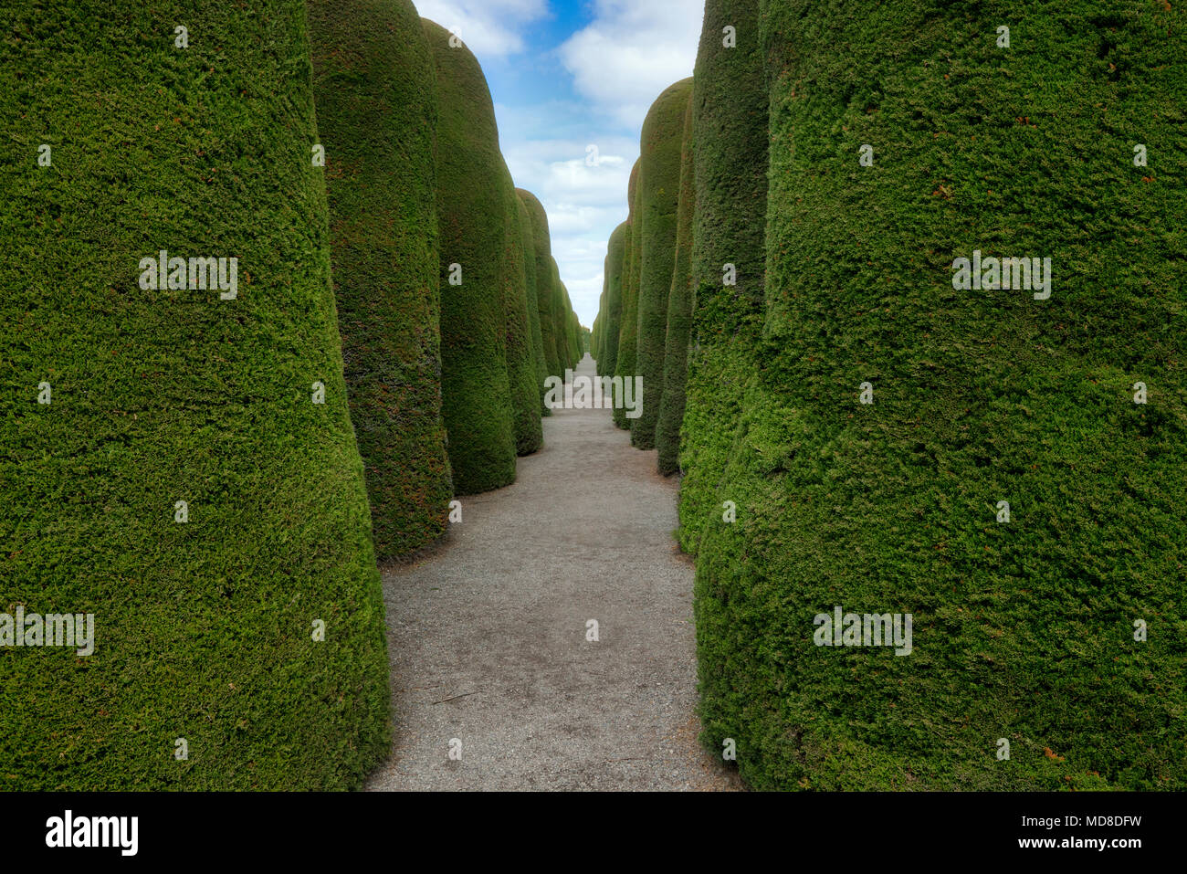 Punta Arenas Cemetary. Punta Cypress trees walkway. Arenas, Chile Stock ...