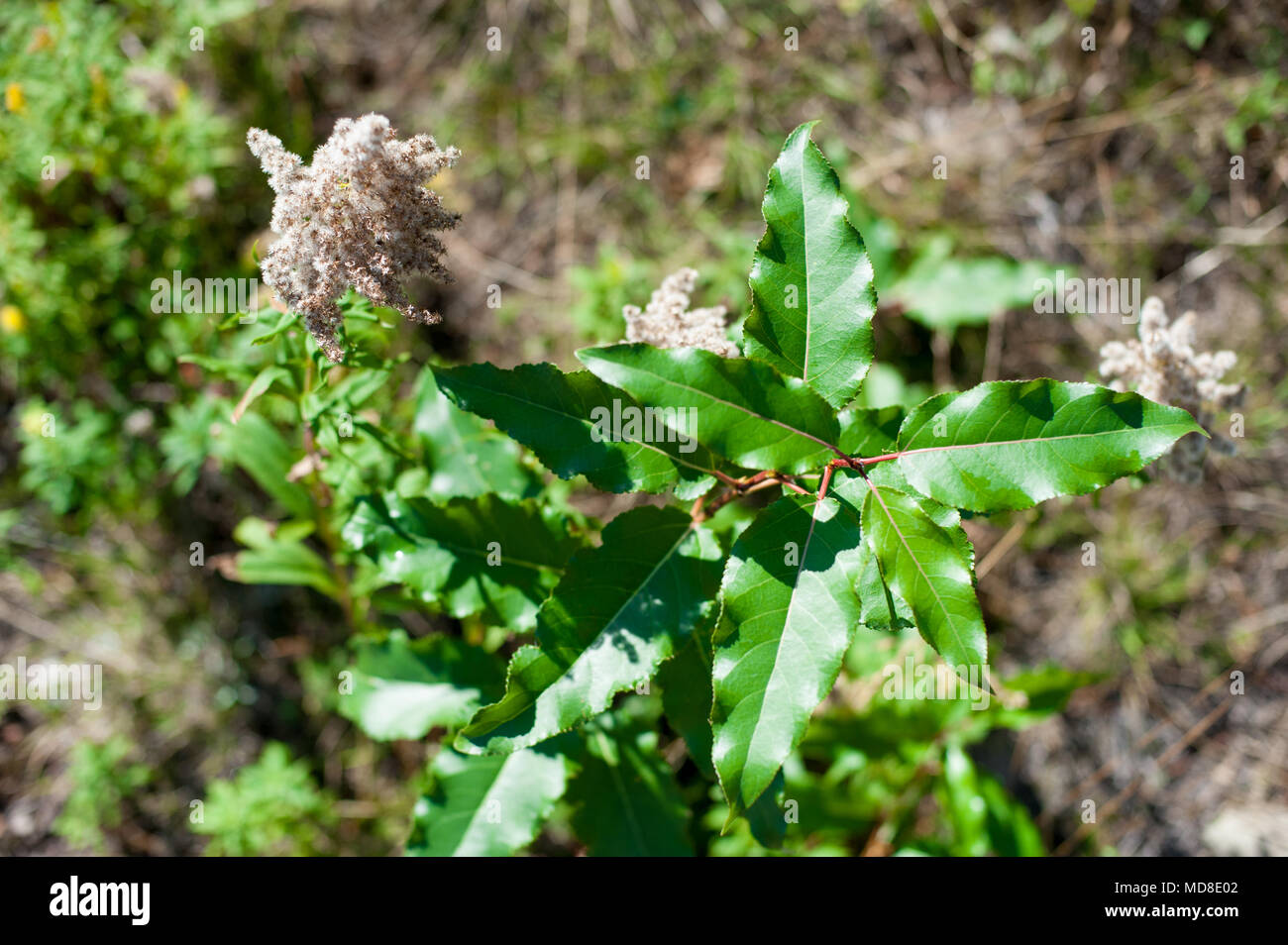 Plants at ''Yellowstone National Park'' is located in the U.S. states ...
