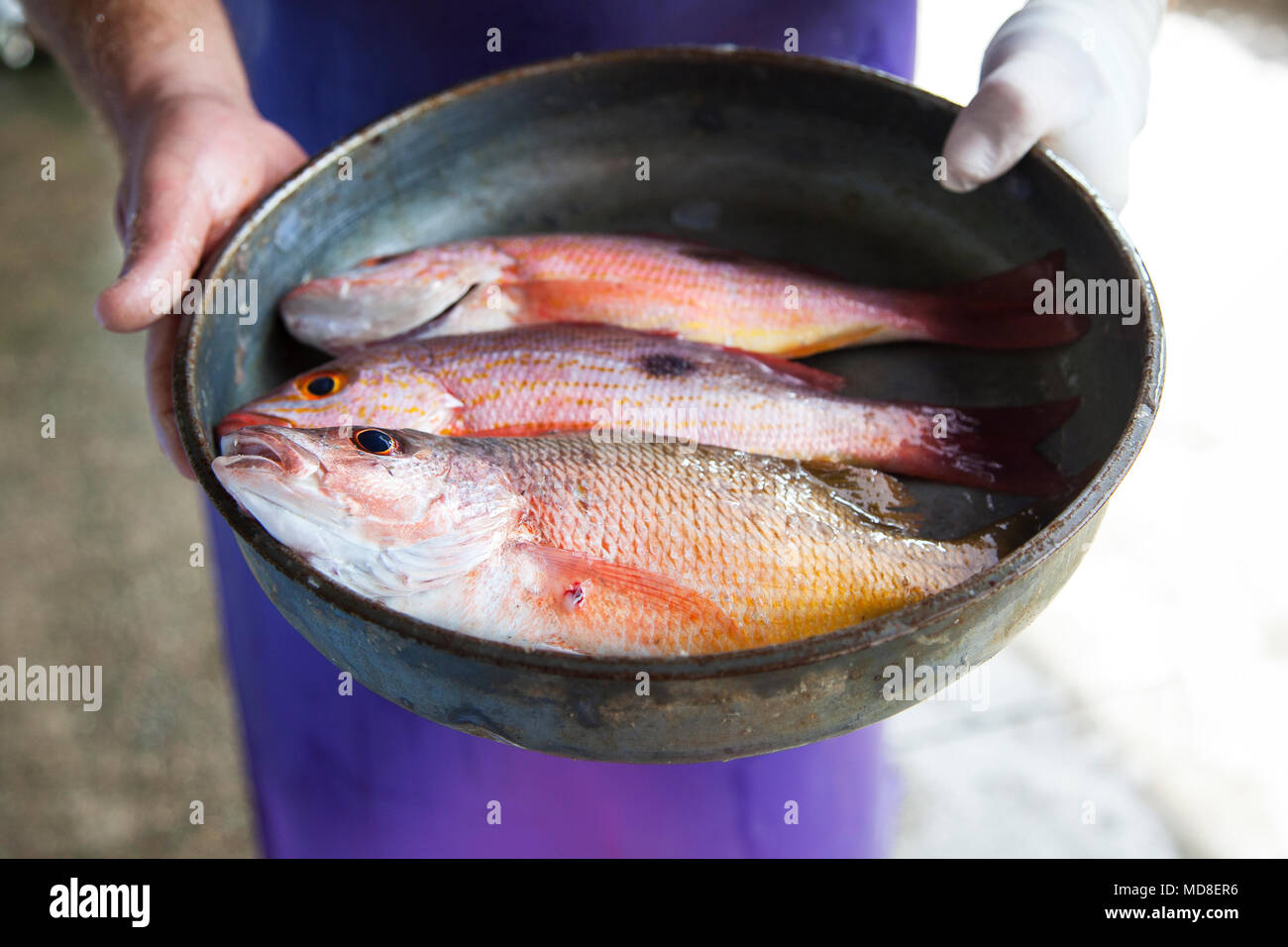 Mexican red snapper hi-res stock photography and images - Alamy