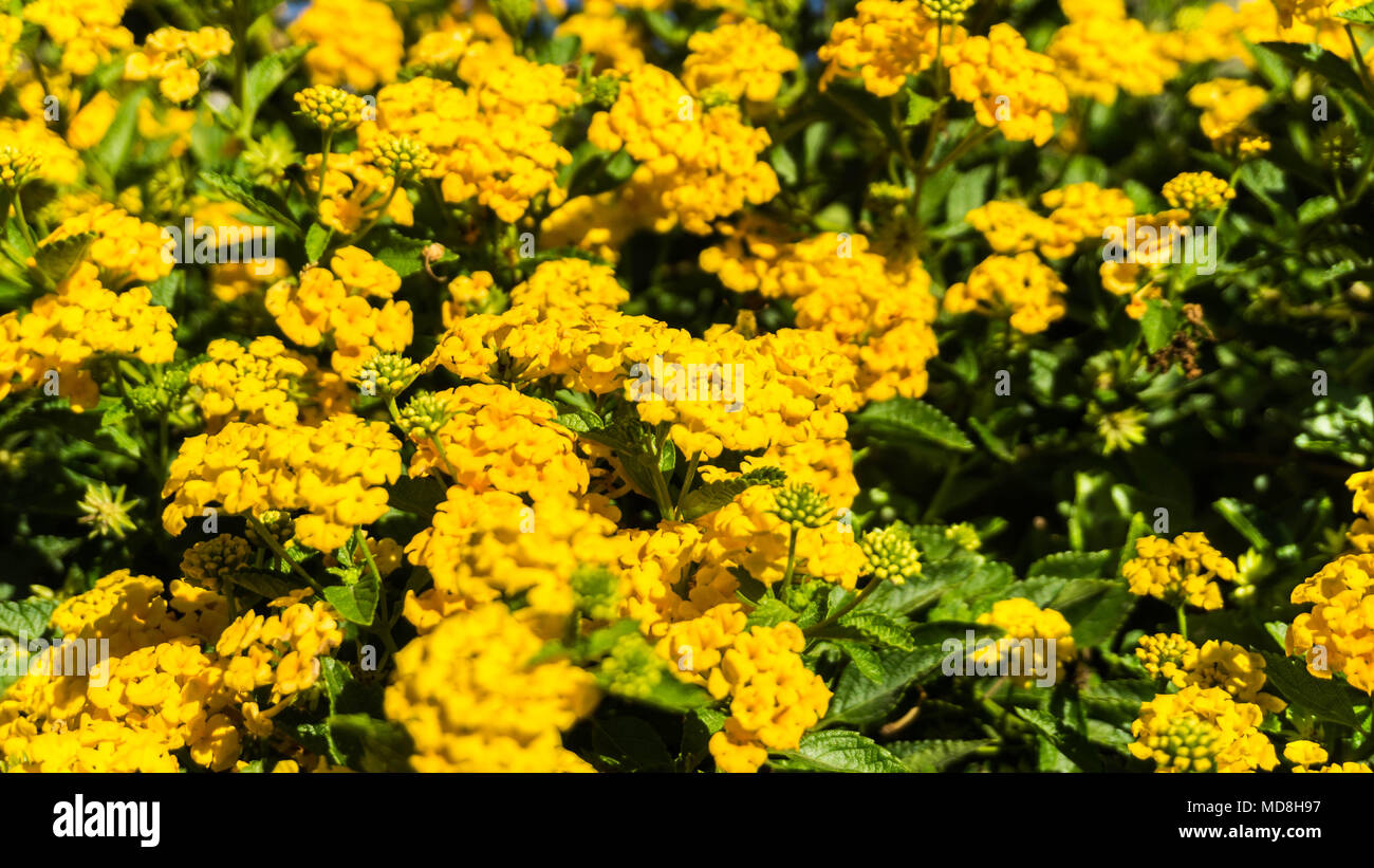 Colorful yellow flowers native from the northern hemisphere Stock Photo ...