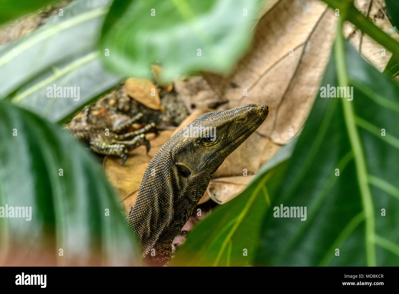 Monitor on the stone. The Bengal monitor (Varanus bengalensis) or ...