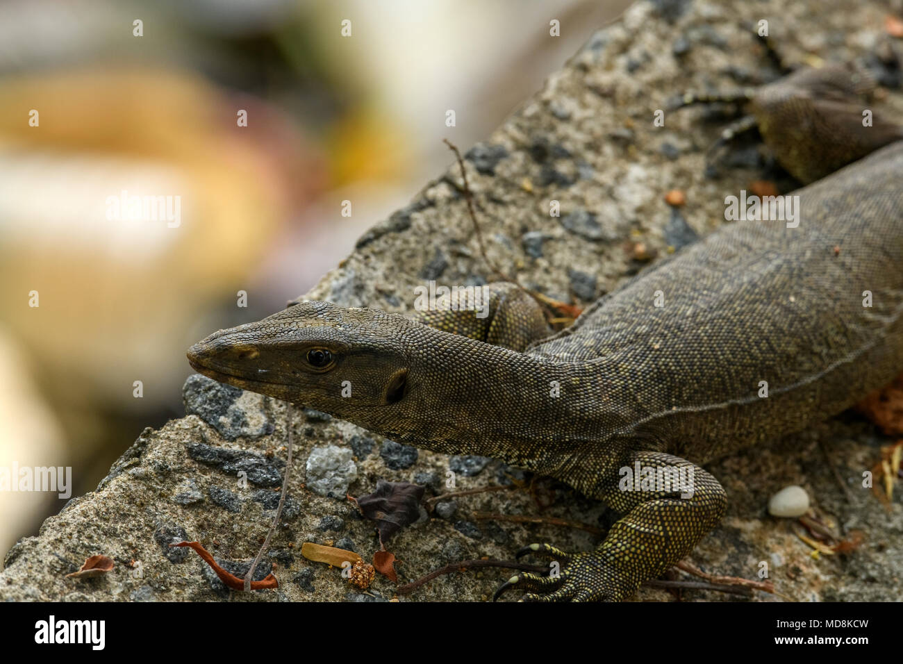 Monitor on the stone. The Bengal monitor (Varanus bengalensis) or ...