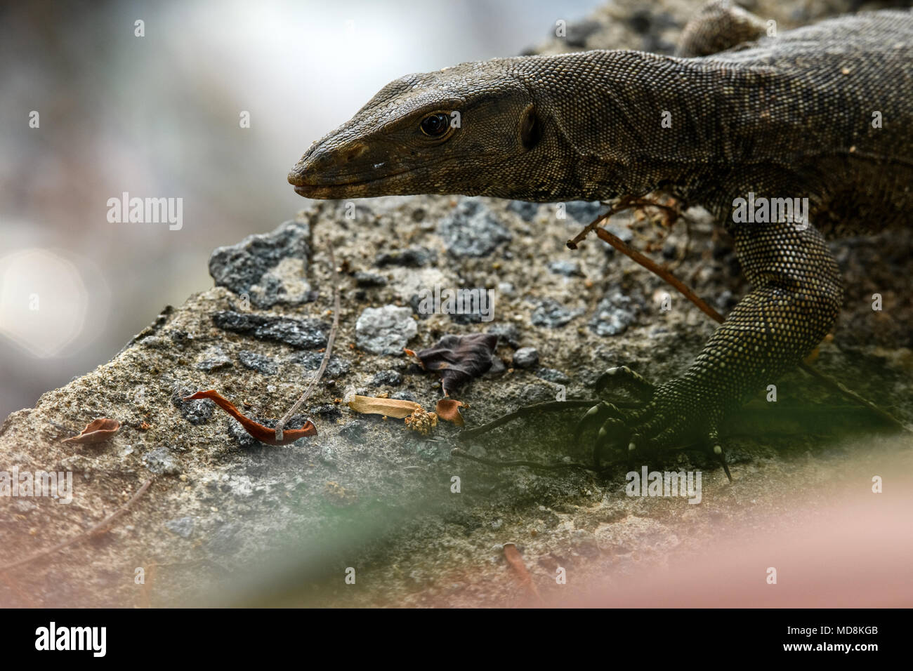 Monitor on the stone. The Bengal monitor (Varanus bengalensis) or ...
