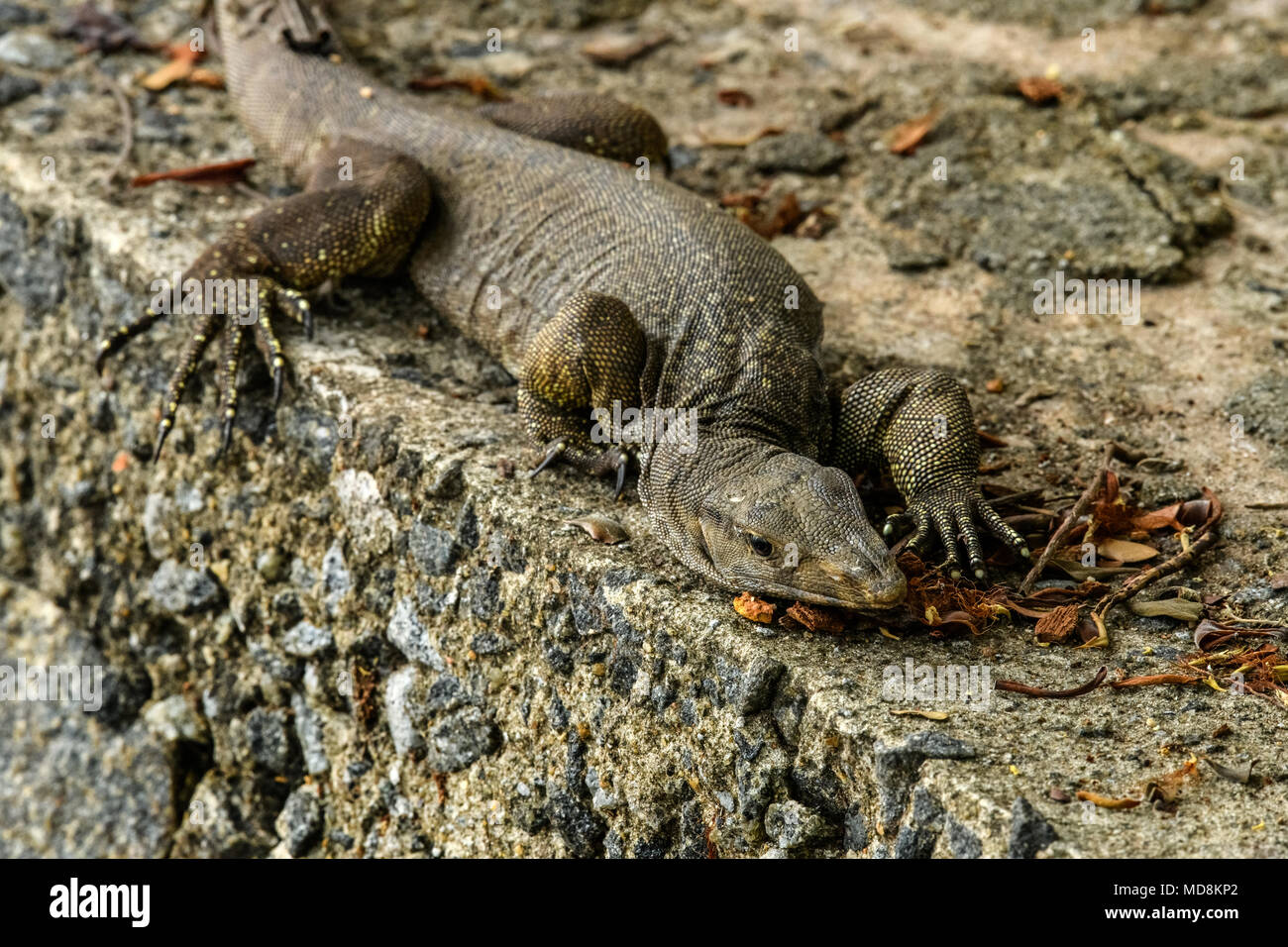 Monitor on the stone. The Bengal monitor (Varanus bengalensis) or ...