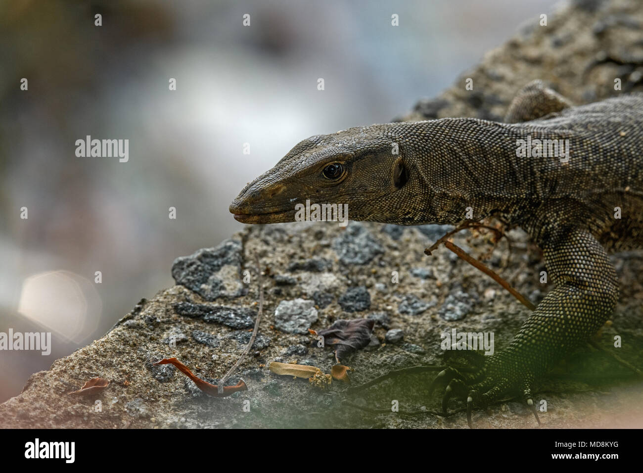 Monitor on the stone. The Bengal monitor (Varanus bengalensis) or ...