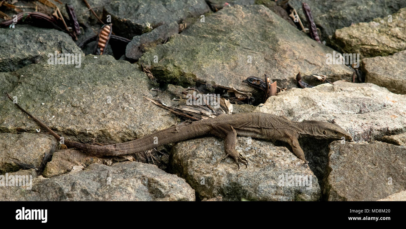 Monitor on the stone. The Bengal monitor (Varanus bengalensis) or ...