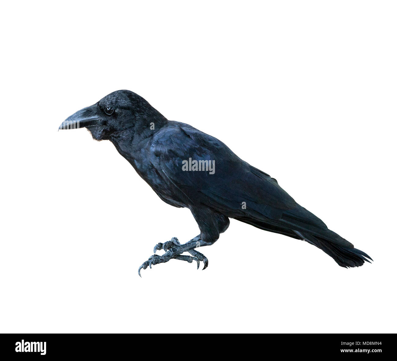 side view full body of black feather raven bird isolated white ...