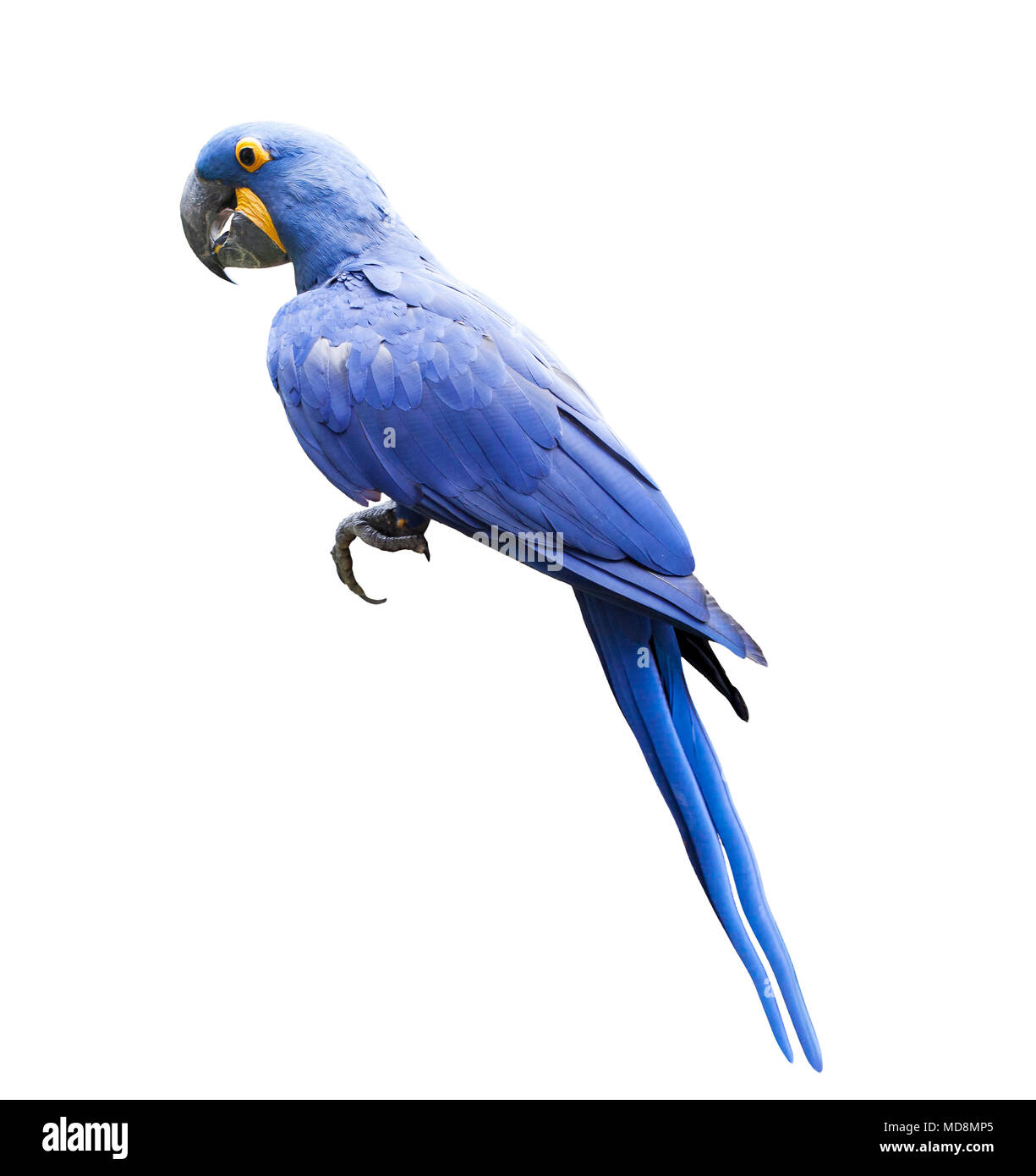 side view full body of hyacin macaw bird isolated white background ...