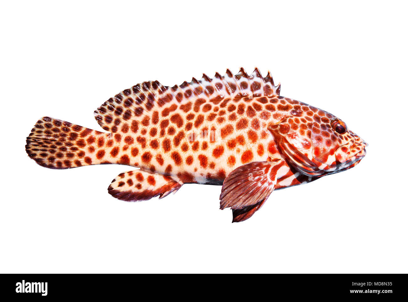 side view full body of grouper fish isolated white background Stock ...