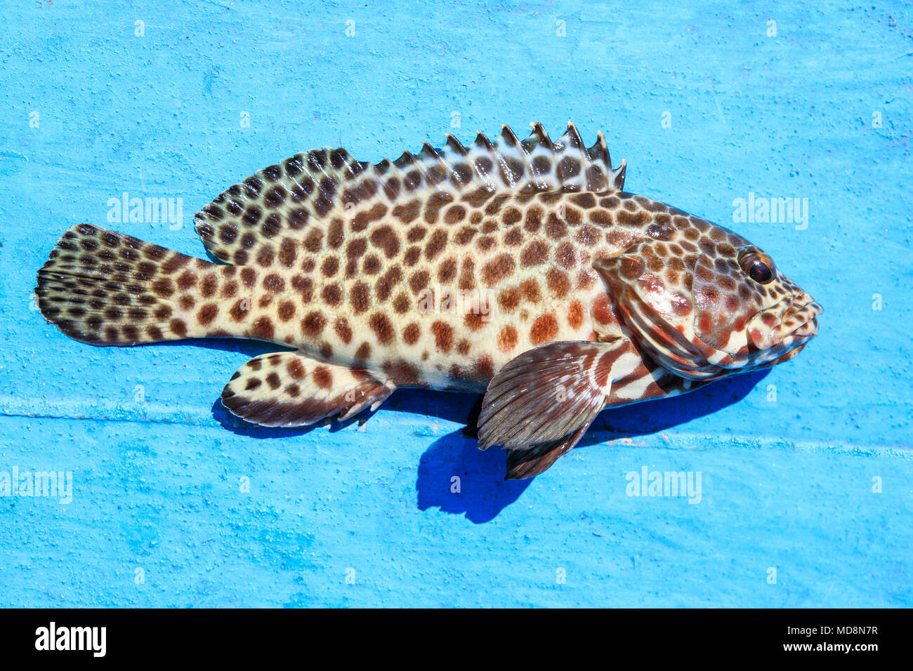 Grouper fish hi-res stock photography and images - Alamy