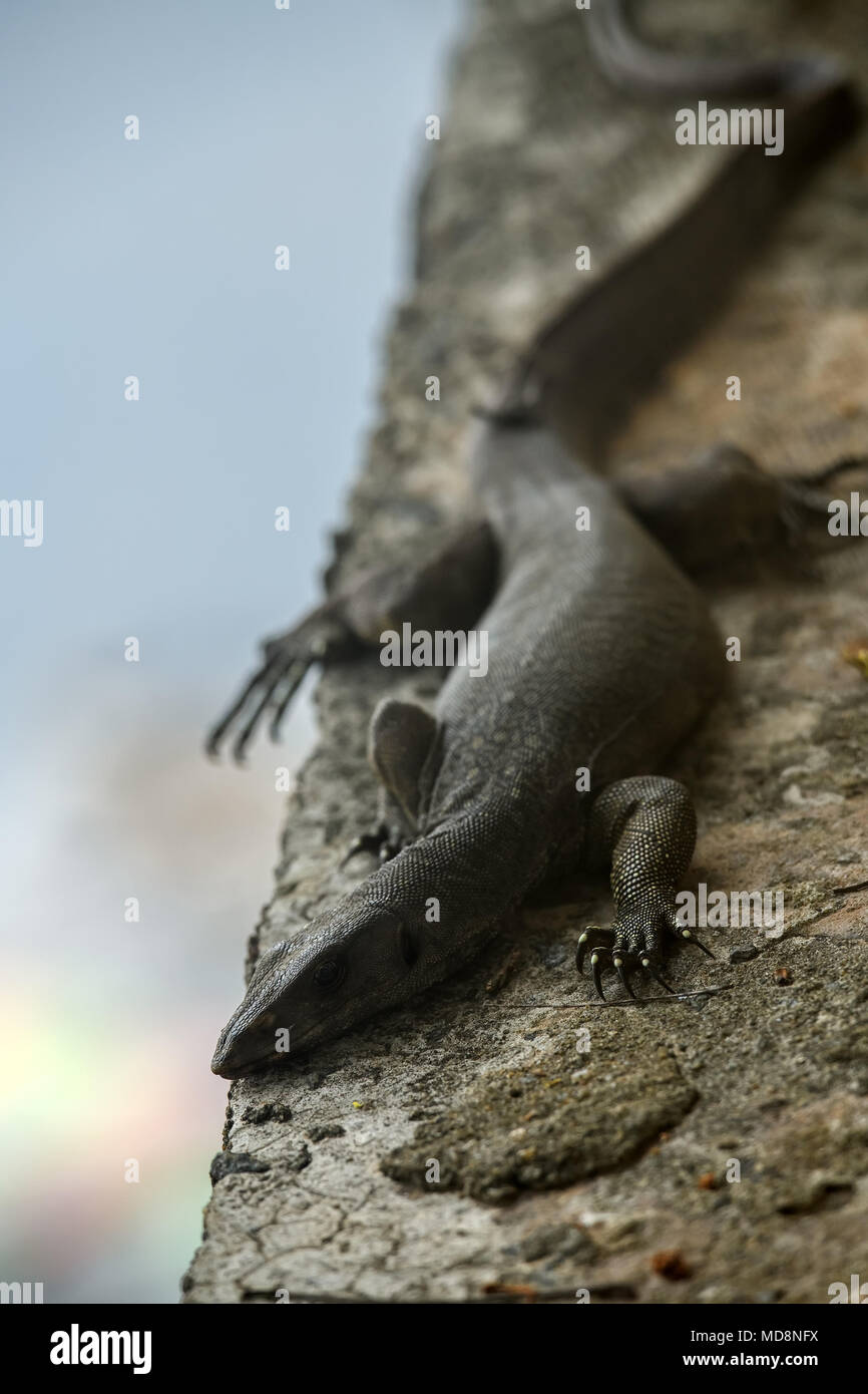 Monitor on the stone. The Bengal monitor (Varanus bengalensis) or ...