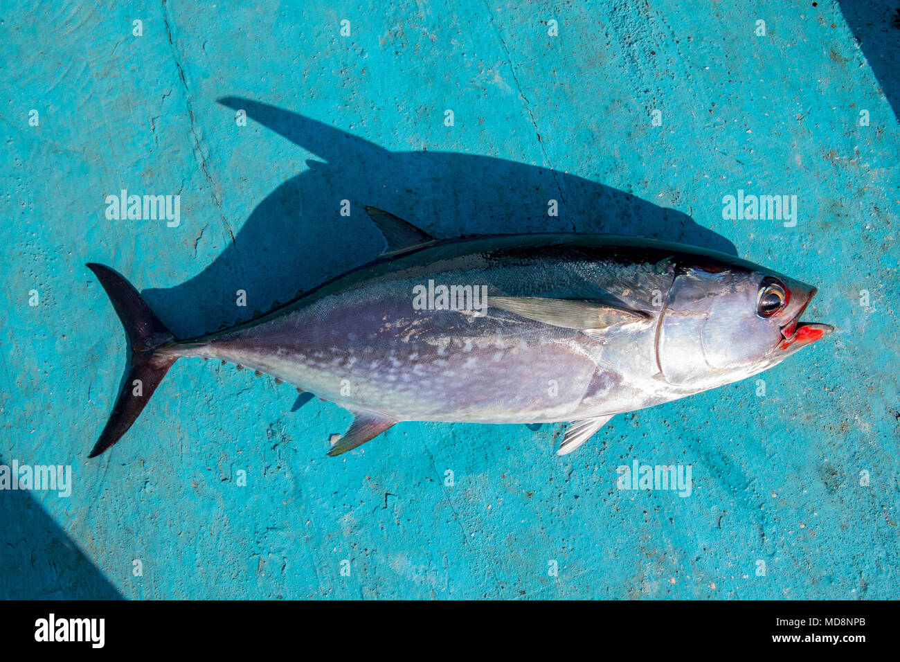 full body of tuna fish on blue wood of fishing boat Stock Photo - Alamy