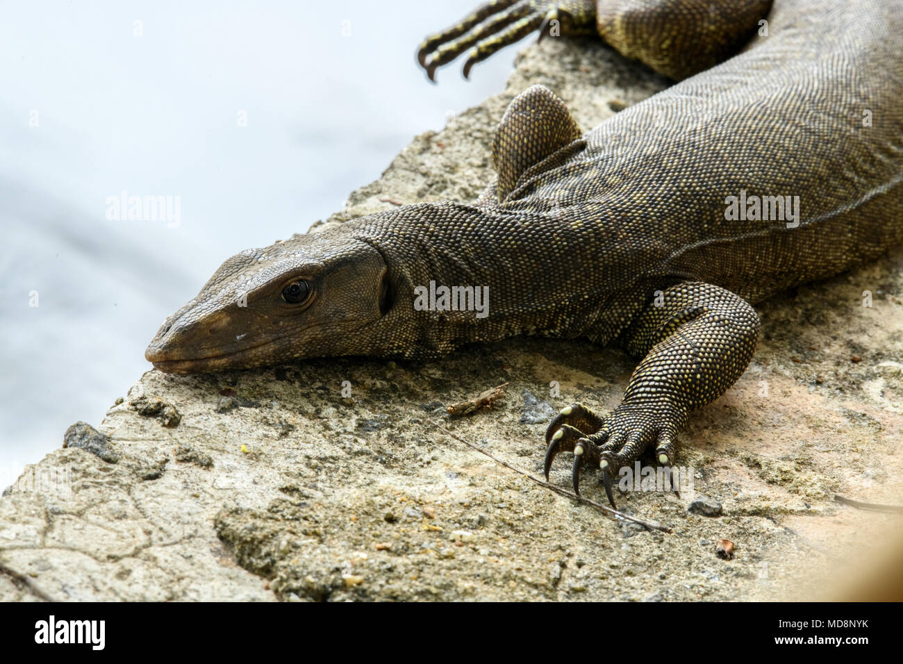 Monitor on the stone. The Bengal monitor (Varanus bengalensis) or ...