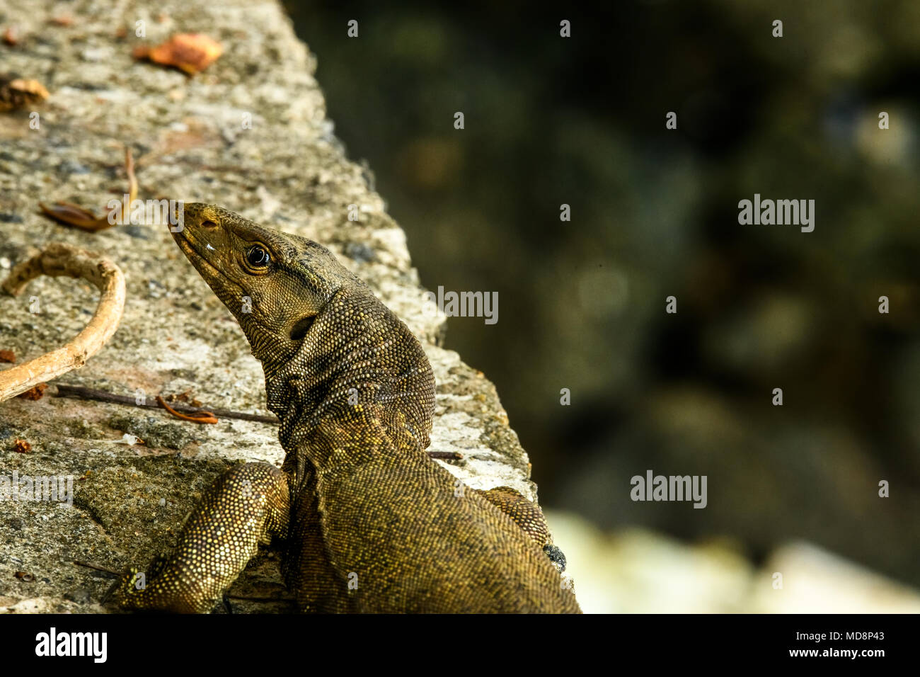 Monitor on the stone. The Bengal monitor (Varanus bengalensis) or ...