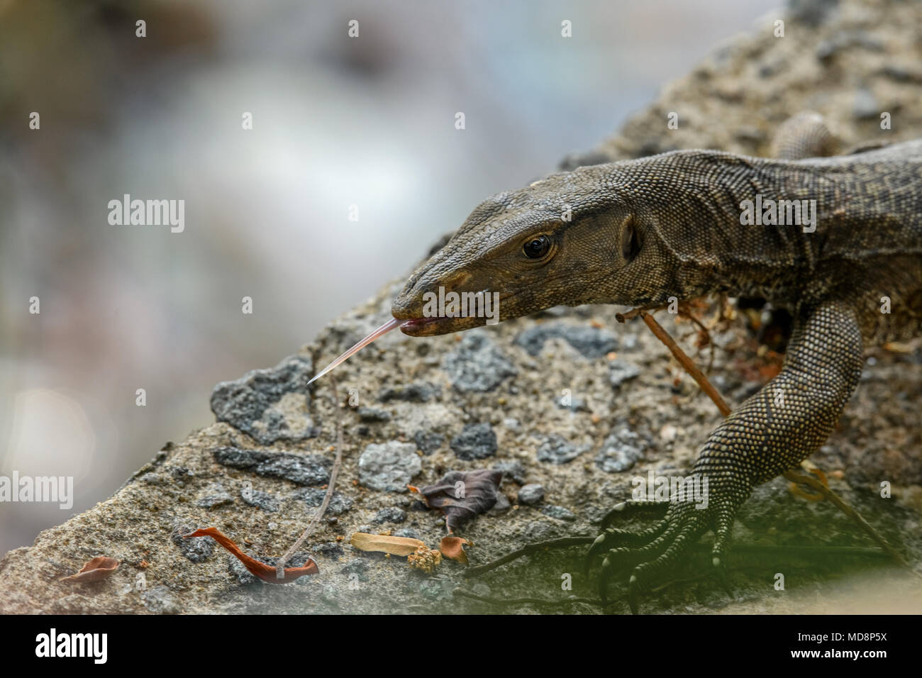 Monitor on the stone. The Bengal monitor (Varanus bengalensis) or ...