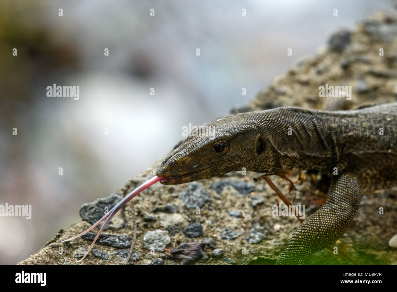 Monitor on the stone. The Bengal monitor (Varanus bengalensis) or ...