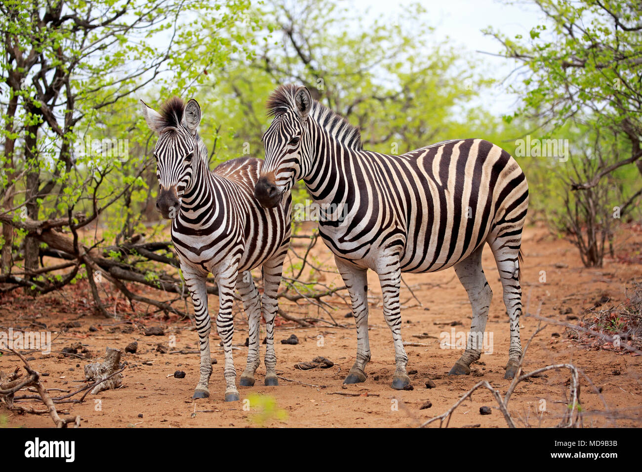 Burchell's Zebra (Equus quagga burchelli), Old animal with young animal ...