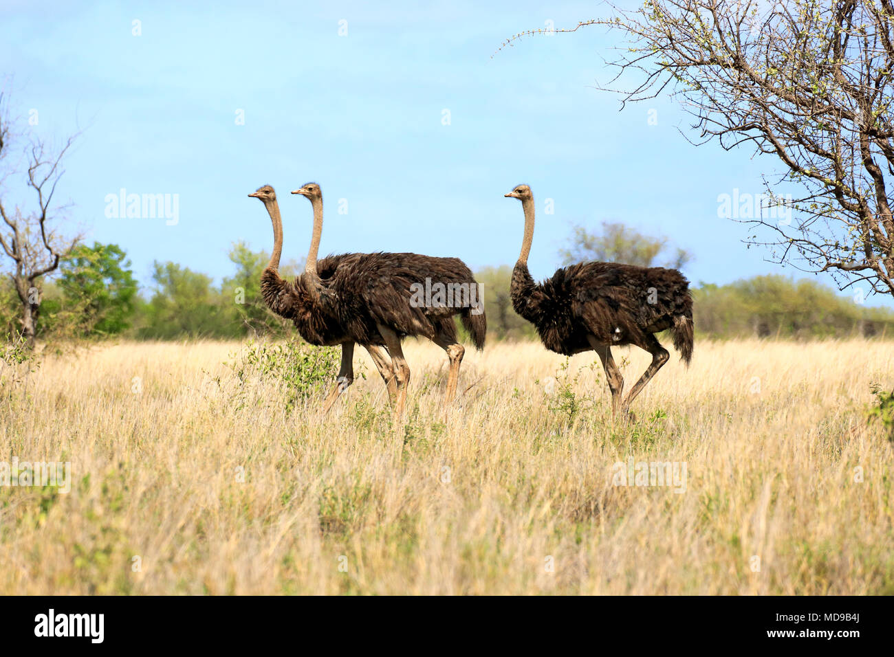 South African ostriches (Struthio camelus australis), adult, group with ...