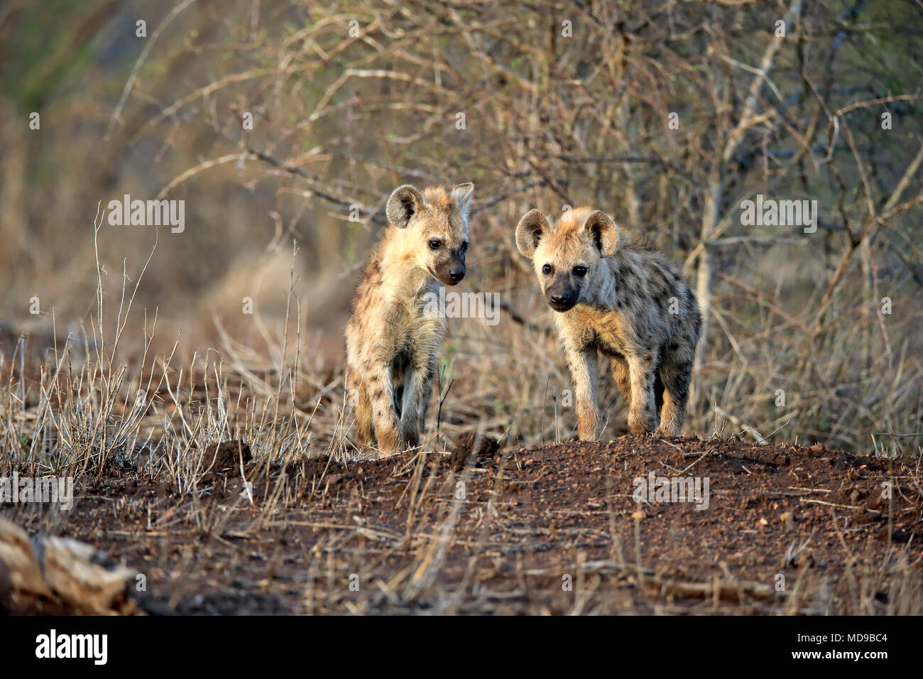 Spotted hyena (Crocuta crocuta), two young animals, alert, curious ...