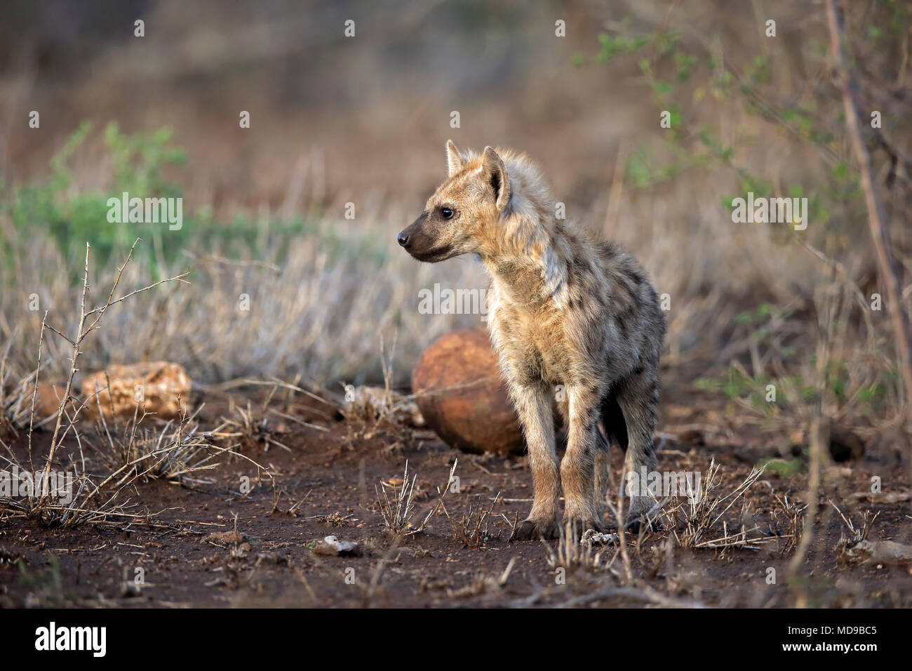 Spotted hyena (Crocuta crocuta), young animal, alert, curious, Kruger ...