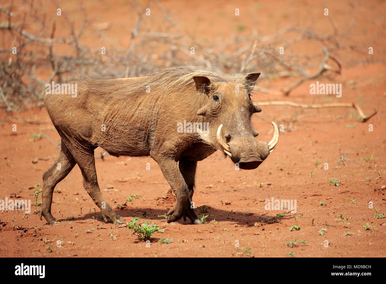 Warthog (Phacochoerus aethiopicus), adult running, Kruger National Park ...