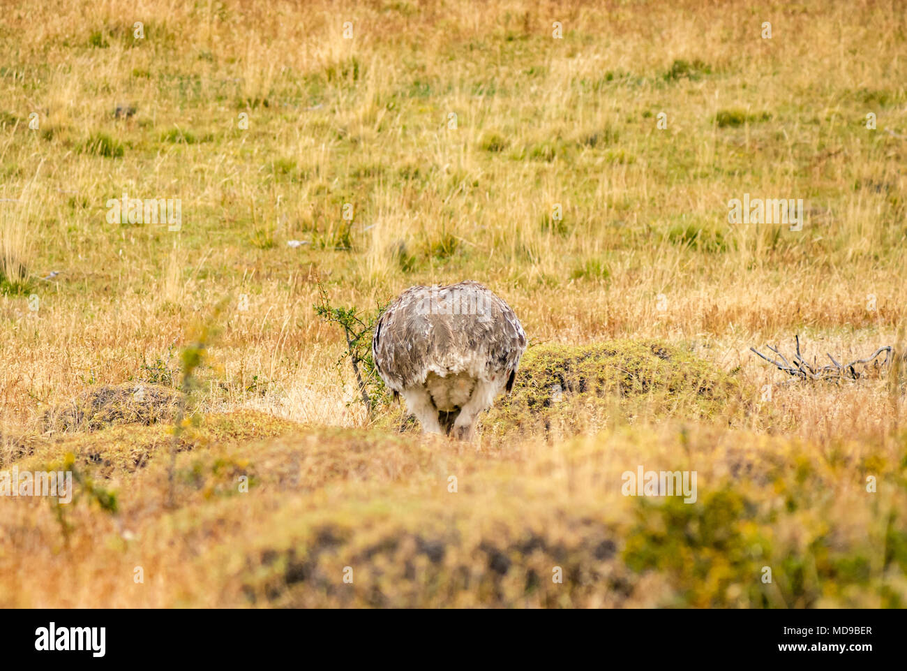 Rear of Darwin's rhea, or lesser rhea, Rhea pennata, Torres del Paine ...