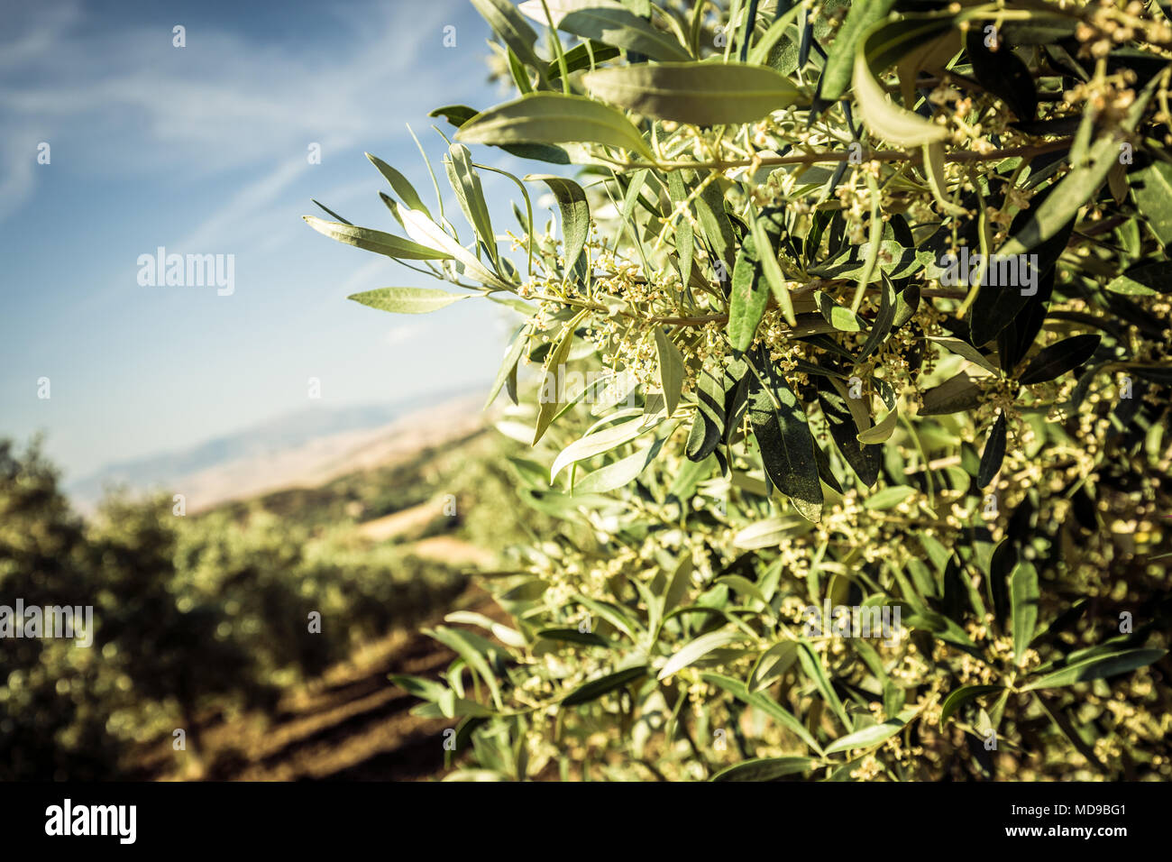 Close-up of an olive tree. Green leaves and olive grove in the ...