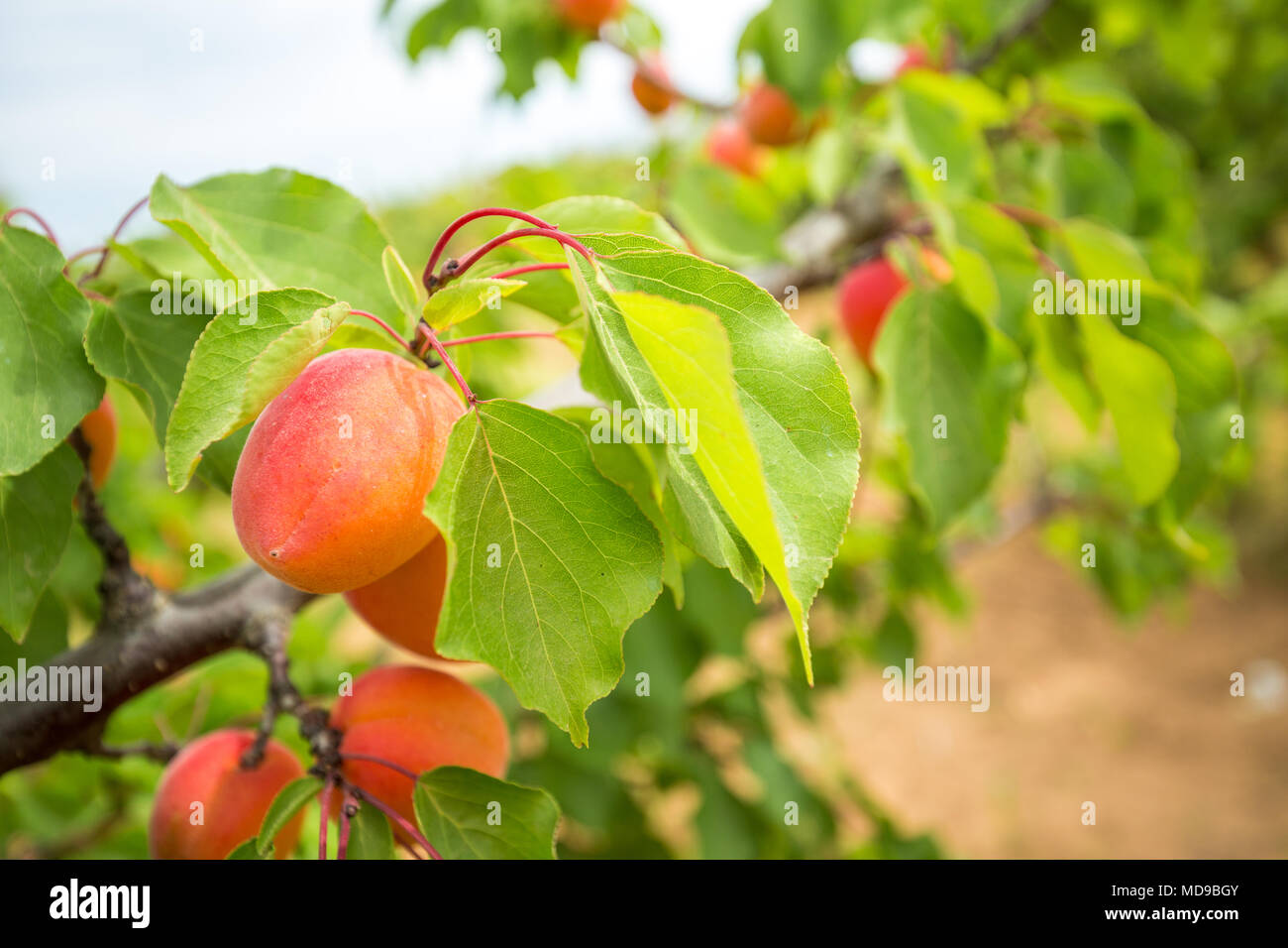 Close-up of an apricot on a branch and green leaves. Apricot trees ...