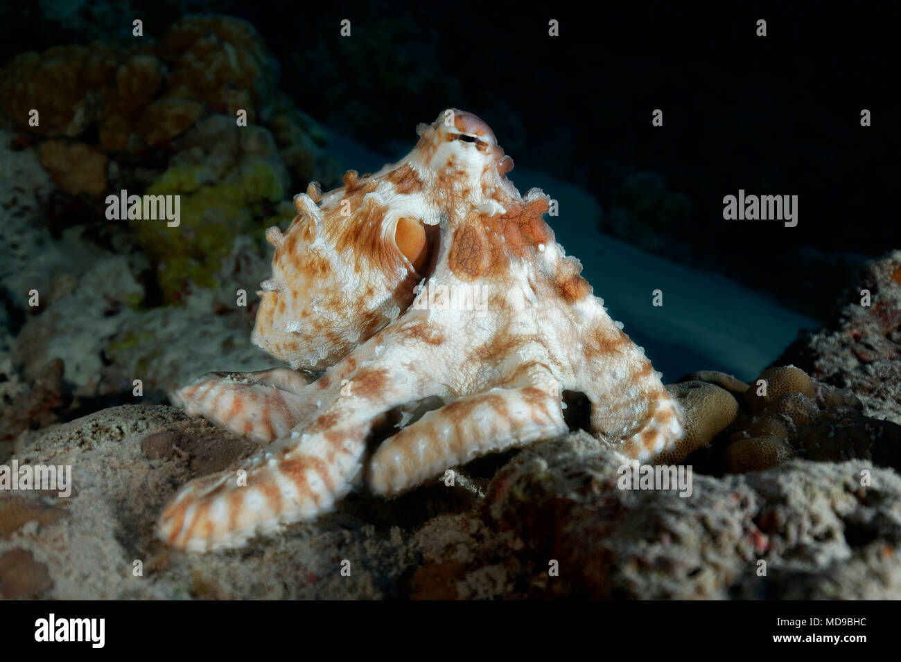 Common Octopus (Octopus vulgaris), at night, Indian Ocean, Maldives ...