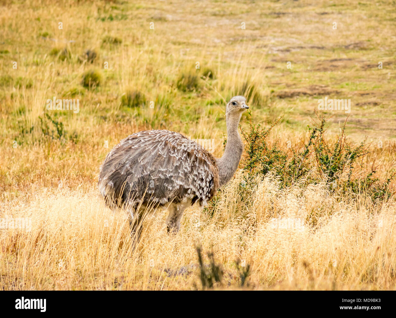 Darwin's rhea, or lesser rhea, Rhea pennata, with grass in mouth ...