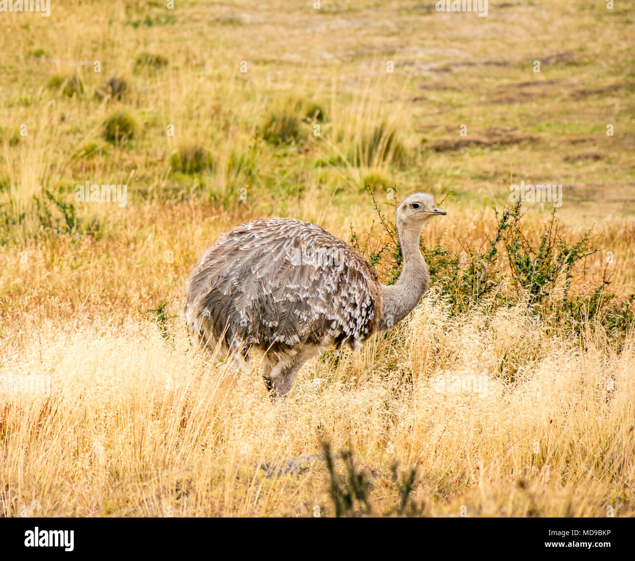Darwin's rhea, or lesser rhea, Rhea pennata, Torres del Paine National ...