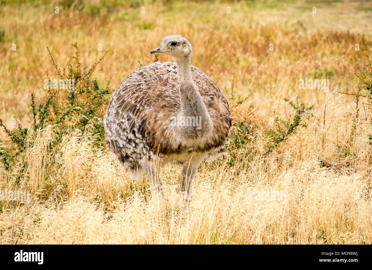 Darwin's rhea, or lesser rhea, Rhea pennata, Torres del Paine National ...