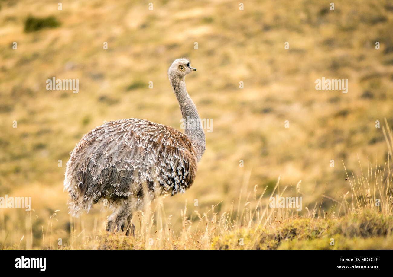 Lesser rhea hi-res stock photography and images - Alamy