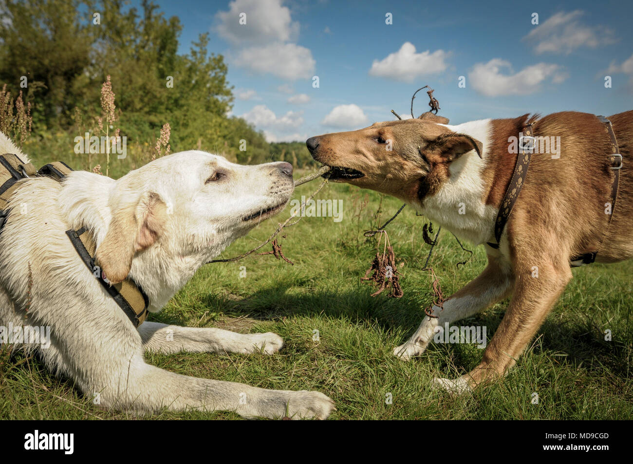 Playing dogs, pulling on stick, Brandenburg, Germany Stock Photo - Alamy