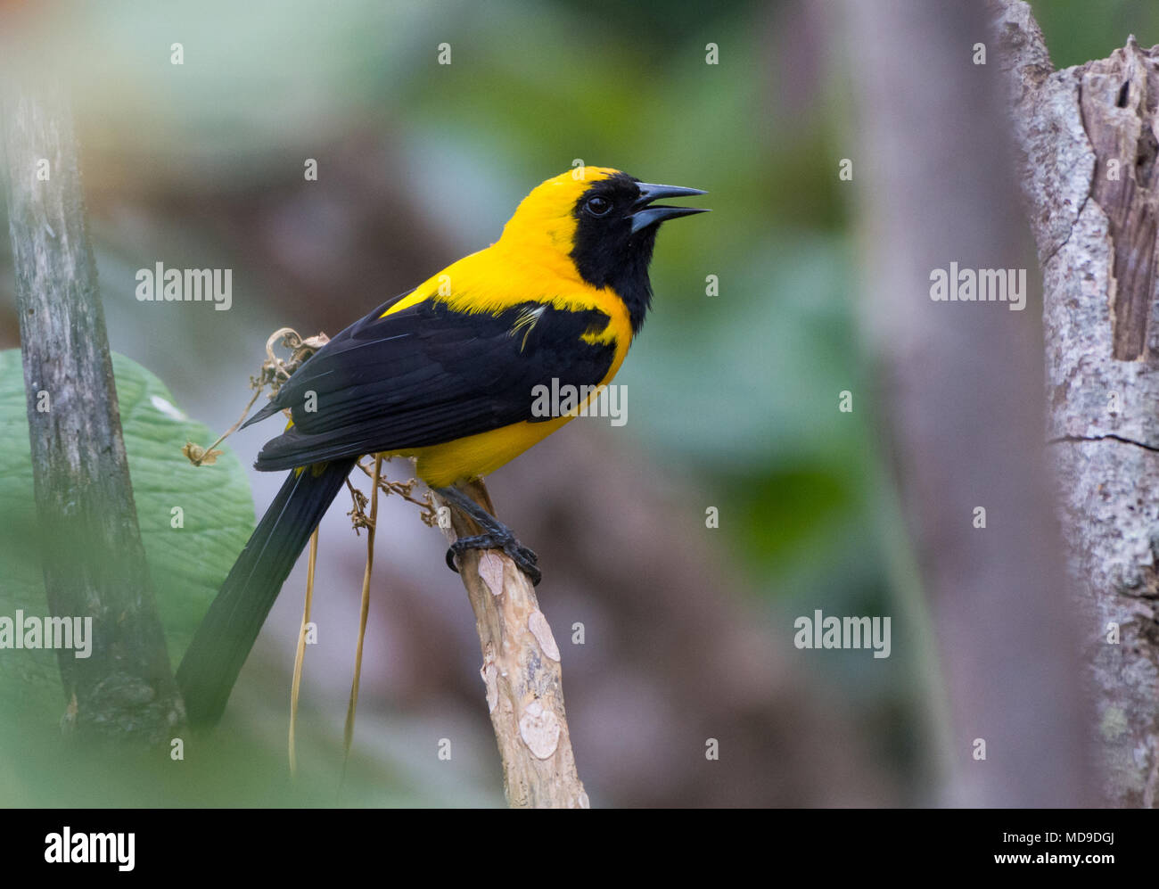 Icterus hi-res stock photography and images - Alamy