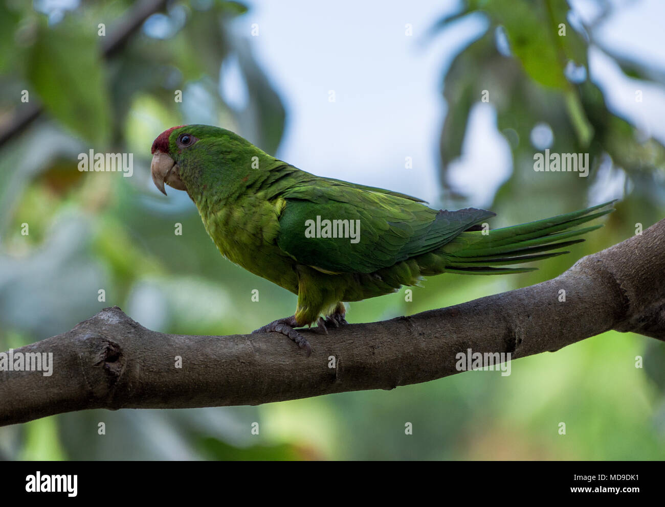 A Scarlet-fronted Parakeet (Psittacara wagleri) in the wild. Sierra ...