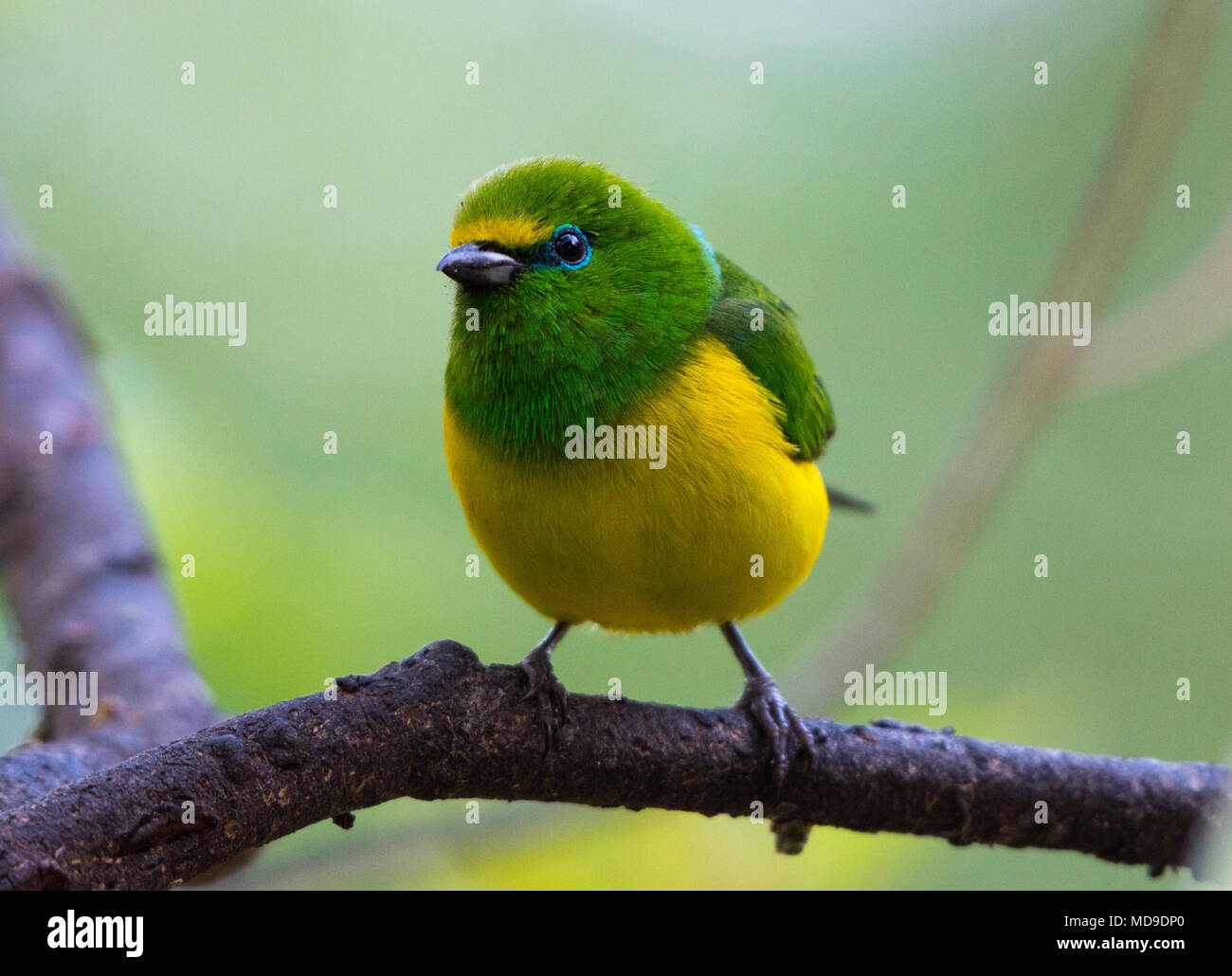 A Blue-naped Chlorophonia (Chlorophonia cyanea) perched on a branch ...