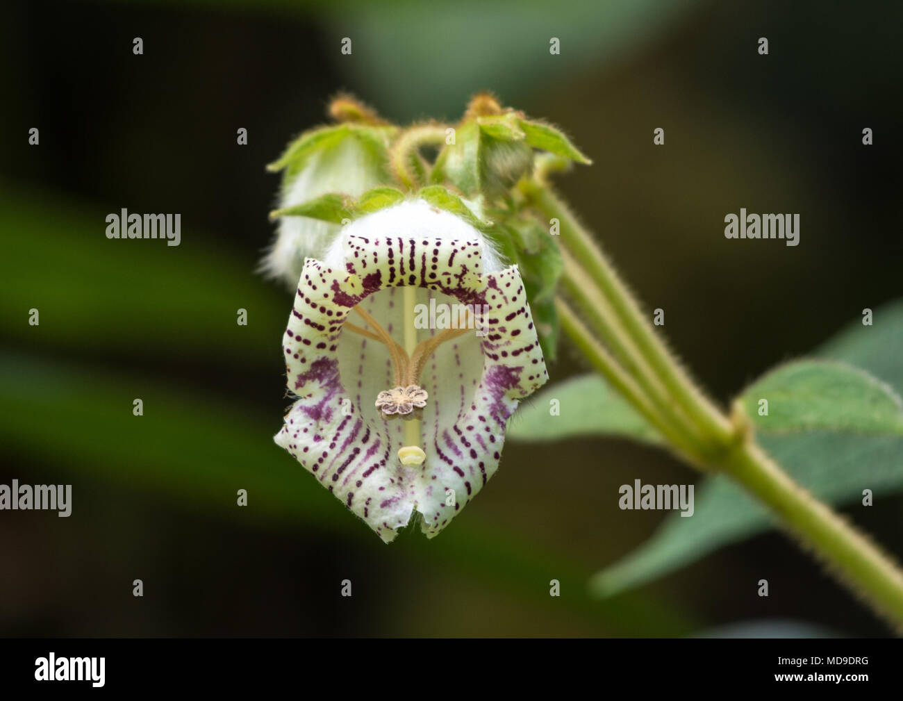 Kohleria sp hi-res stock photography and images - Alamy
